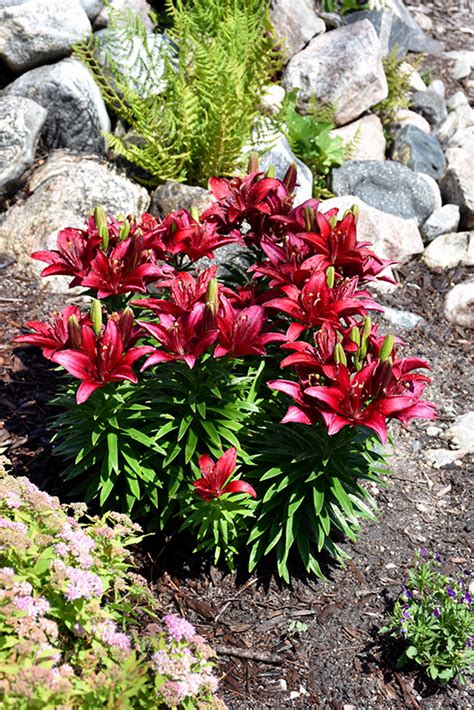 Lily Looks Tiny Rocket Lily Lilium Tiny Rocket In Boston Hopkinton