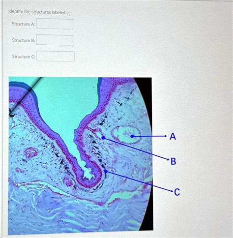 Identify The Structures Labeled As Structure A Structure B Structure C Ldentify The