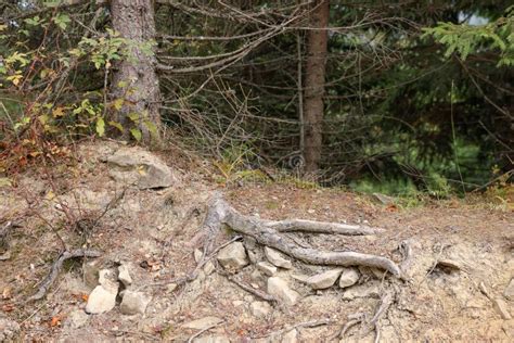 Tree Roots Visible Through Soil In Forest Stock Photo Image Of Growth