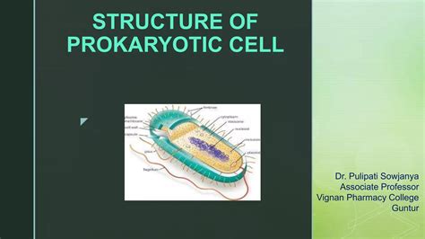 Structure Of Prokaryotic Cell Pptx Biological Sciences Science