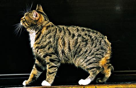 Manx Cats What You Need To Know About The Tailless Cat Thecatsite