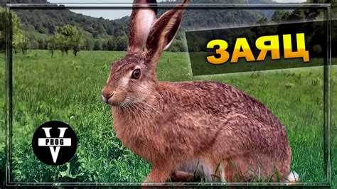 ЗАЯЦ Повадки животного и как проходит охота на зайца Youtube