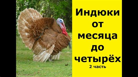 Индюки,индейка,индюшата. Особенности содержания и кормления от одного ...