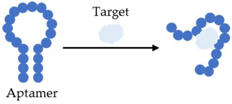 Nucleic Acid Aptamer Based Biosensors A Review Pmc