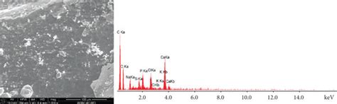 Sem Microphotographs Of Pu Modified With Starch And Magnetite And The Download Scientific