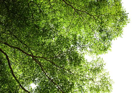 Tree Leaves PNGs For Free Download