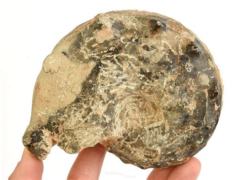 Fossil Ammonite Tractor Morocco 745g Naturshop Cz