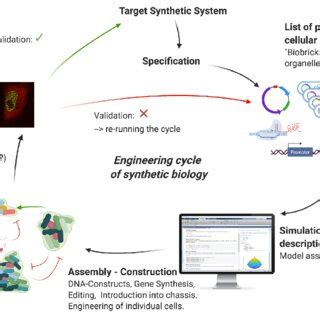 Design Build Test Cycle For Synthetic Communities Biodesign Download Scientific Diagram