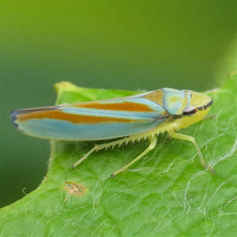 Leafhopper Graphocephala Bugguide Net