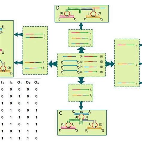 A Mg 2 Dependent Structure Of Dnazyme And Its Substrate And Download Scientific Diagram