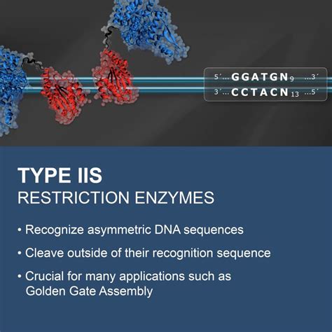 new england biolabs on linkedin learn about the functionality of type