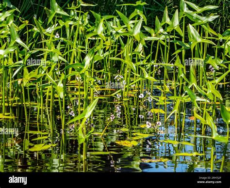 Thickets Of Old World Arrowhead Sagittaria Sagittifolia In River