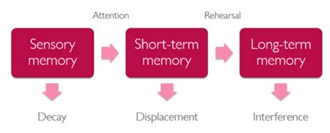 Learning And Memory Flashcards Quizlet