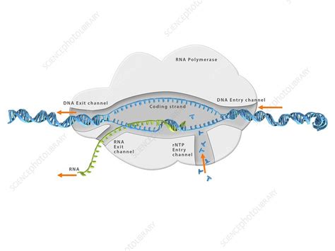 Dna Transcription Drawing