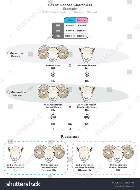 Sex Influenced Characters Infographic Diagram Example Stock Vector