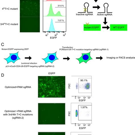 Cellular Chain Reaction Systems Through Sequential Repair Of Sgrna Download Scientific Diagram