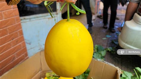 ប្ដូរពីការដាំពោតនិងដំឡូងមកដាំ តាសក់ផ្អែម លោក ម៉េត យ៉េត