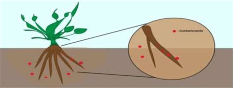 Phytodegradation Muthusaravanan Et Al 2018 15 Download