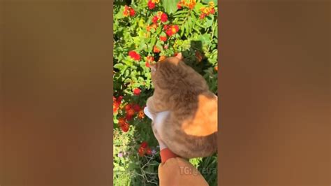 Котик пчела 🐝 - YouTube
