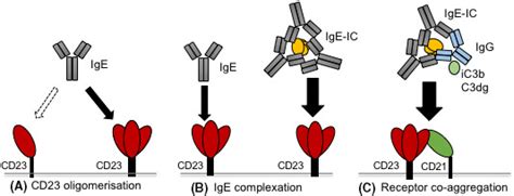 The Role Of Cd23 In The Regulation Of Allergic Responses Pmc