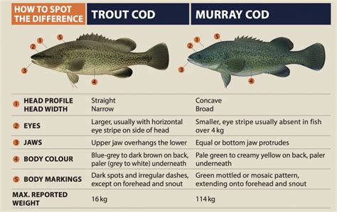 Trout Cod Vrfish