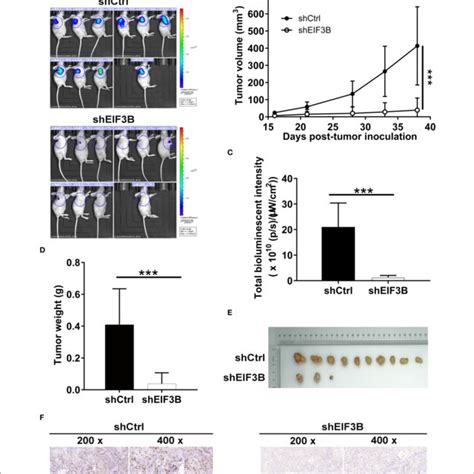 Eukaryotic Translation Initiation Factor 3 Subunit B Eif3b Was Download Scientific Diagram