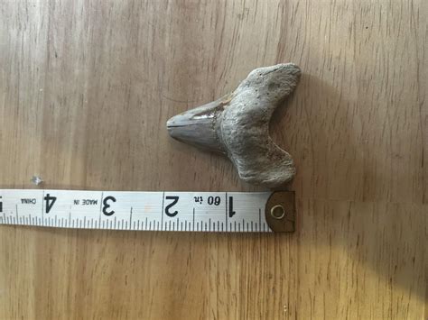 Any Help Identifying This R Fossils