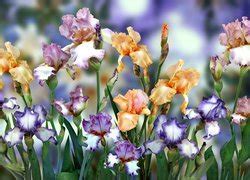 Przyroda Kwiat Irys