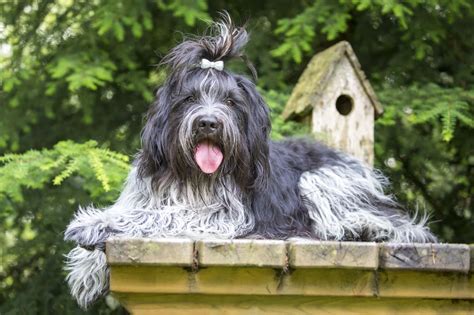 6 Shaggy Dog Breeds That Wrap You In Warmth Say Experts Parade Pets