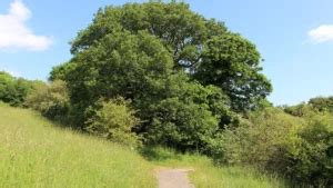 Tree Height Calculator Treeier