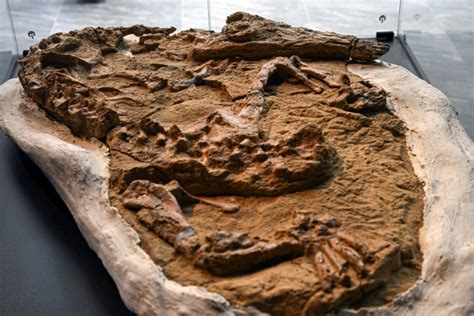 Incredible Fossil Preserves A Crocodile From 12 Million Years Ago