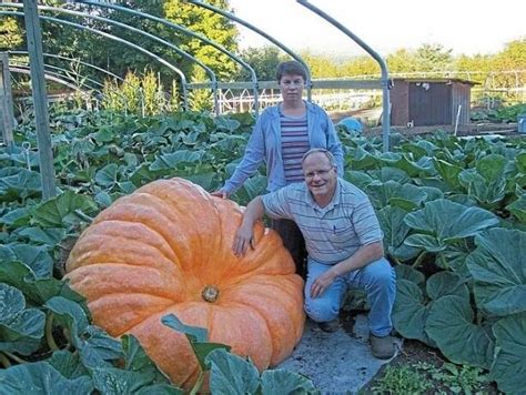 Огород и дача большая удача Группа на Вступай читай общайся в Одноклассниках