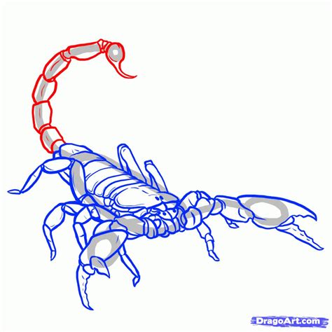 Image From Imgs Steps Dragoart Com How To Draw Scorpions Step Gif