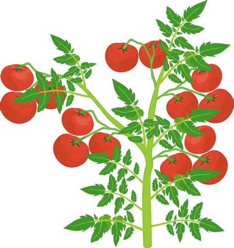 Tomato Determinate Indeterminate Growth At Bobby Gibson Blog