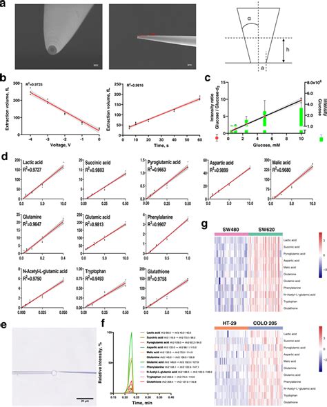 Development Of A Home Built Single Cell Quantitative Mass Spectrometry