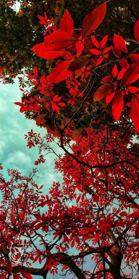 Wiki Chicas Lesbianas Y Bisexuales Amino