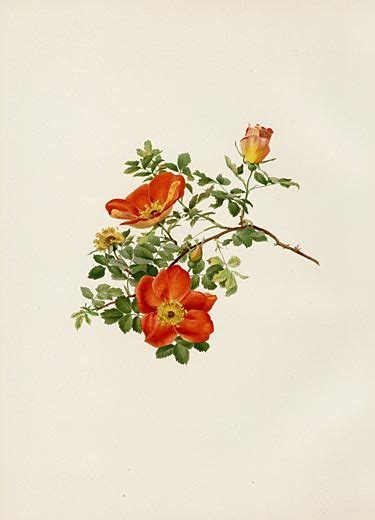 Ellen Willmott Rose Prints The Genus Rosa