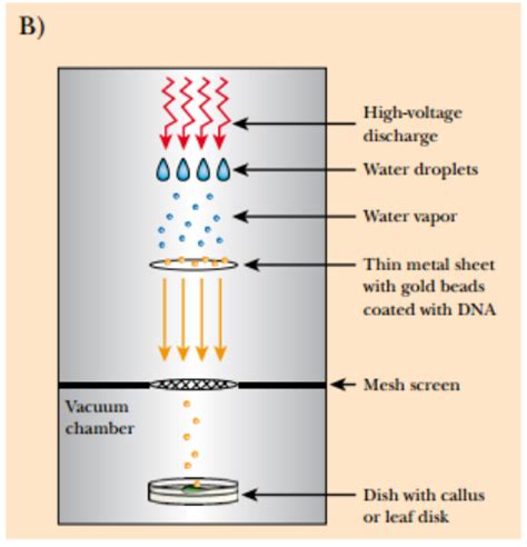 Particle Bombardment Technology Transgenic Plants Particle Gun