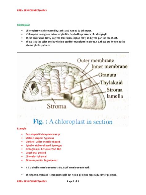 Chloroplast Pdf