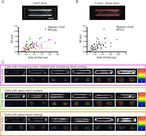total actin filament and sf related actin filament contents display