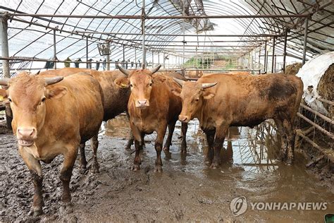 해남 축사서 소 63마리 의문의 폐사경찰 원인 조사 연합뉴스