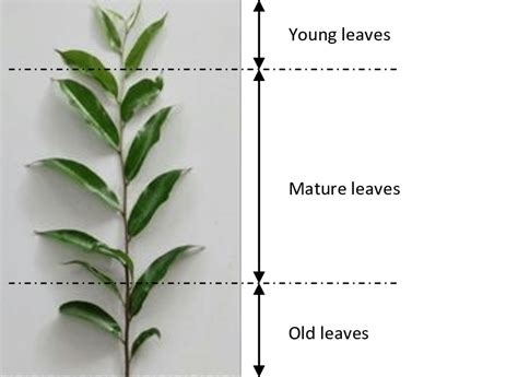 Sampling Of Leaves In Three Different Age Group From The Apex To The Download Scientific