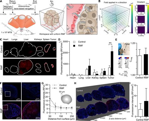 Magnetic Torquedriven Living Microrobots For Increased Tumor