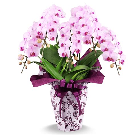 【花キューピット公式】花・花束・フラワーアレンジメントを贈る｜フラワーギフトの宅配・通販は花キューピット