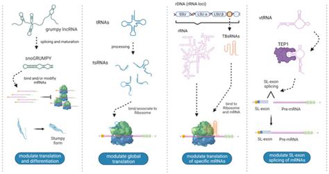 Non Coding RNA An Open Access Journal From MDPI