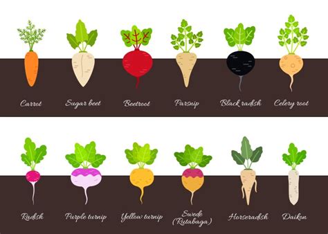 Wooden Supermarket Shelf With Vegetables Vector Image