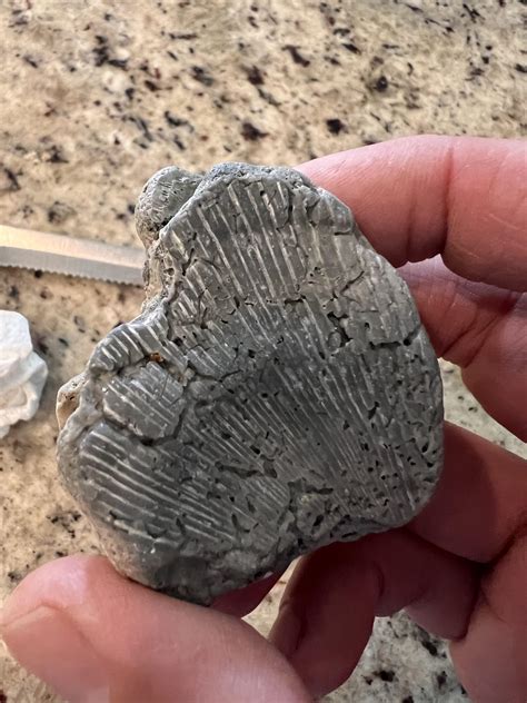 FossilPorn Cool Pictures Of Fossils SFW