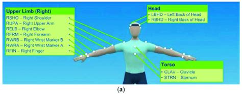 Joints In The Skeletal Model Of Kinect Recorded Data Download