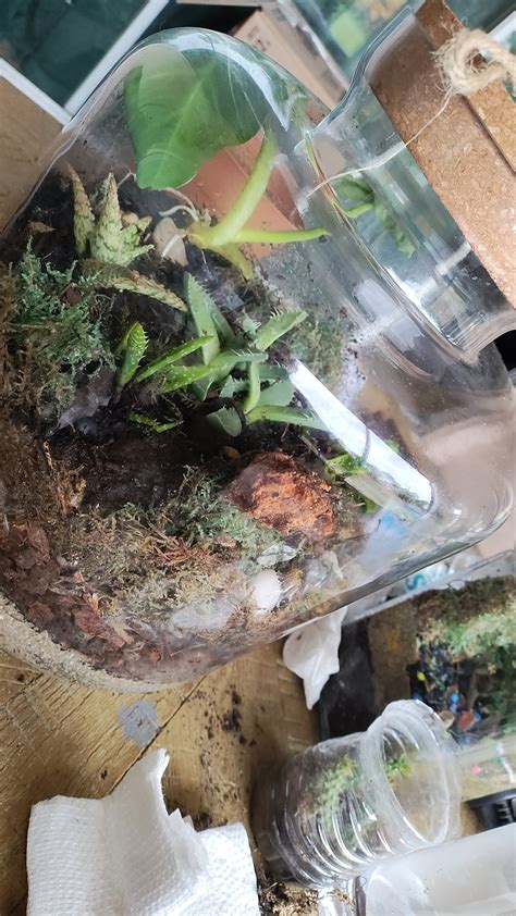 First Timer R Terrariums