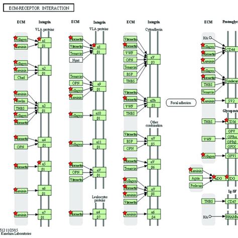 Illustration Of Extracellular Matrix ECM Receptor Interactions Download Scientific Diagram